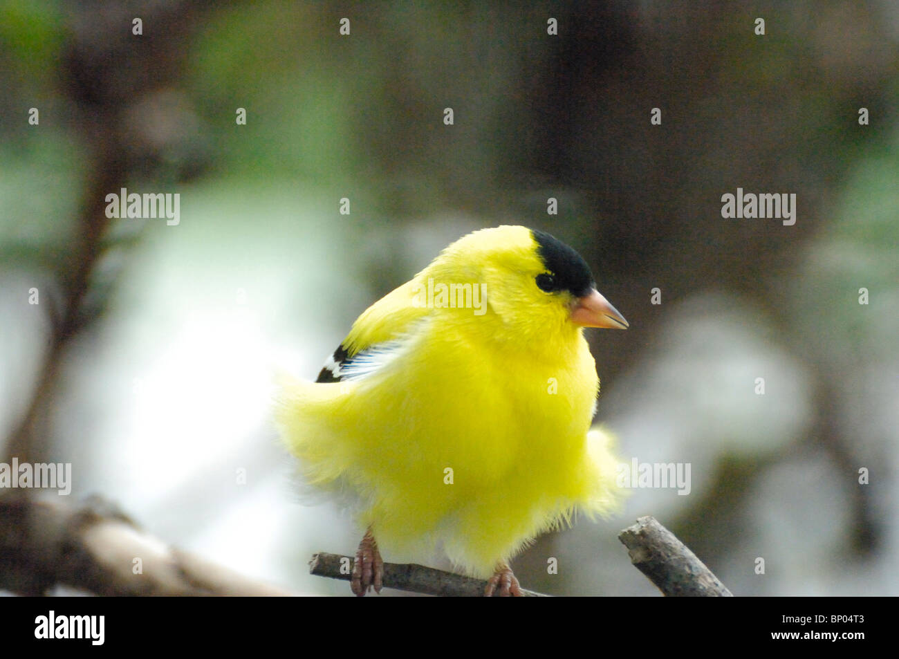 An American Goldfinch on a limb with feathers ruffled in a cold wind ...