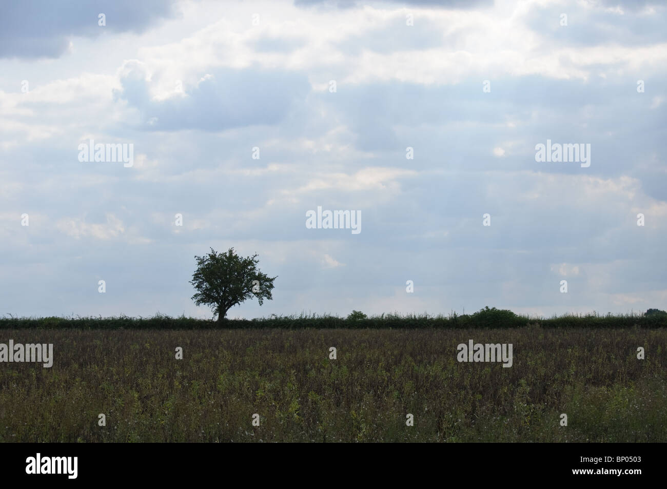 Lone tree clouds sky hi-res stock photography and images - Alamy