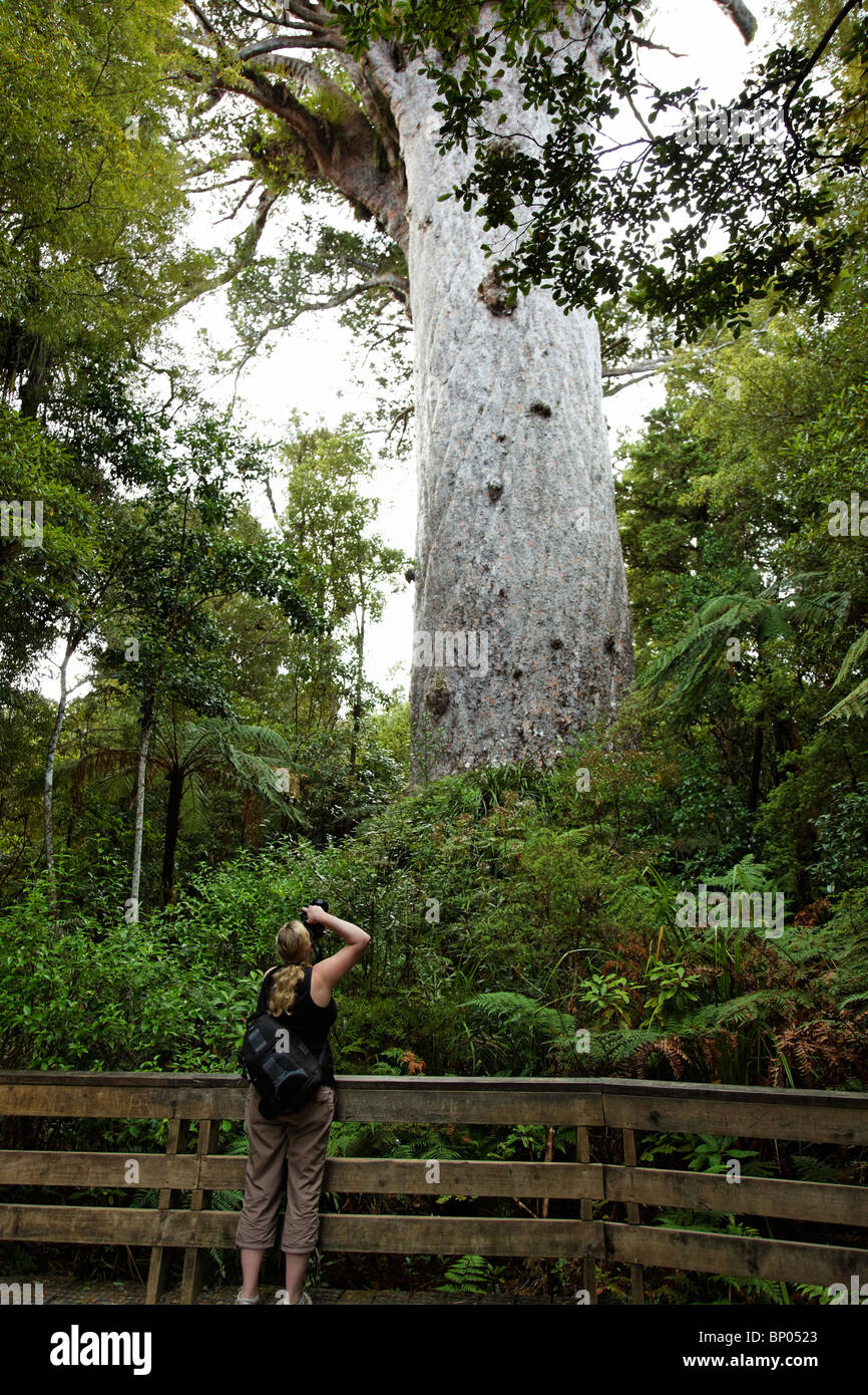 Views of the 2000 year old Tane Mahuta Kauri tree in the Waipoua Forest ...