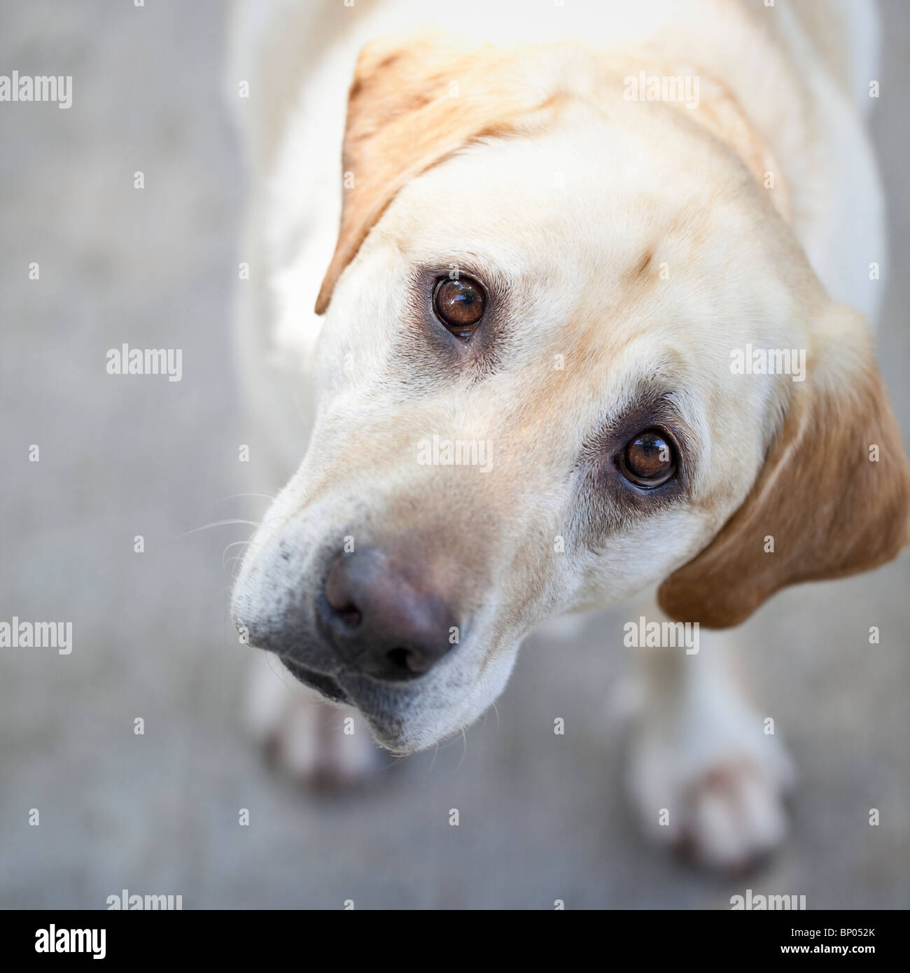 Curious Yellow Labrador Retriever looking up at camera Stock Photo - Alamy