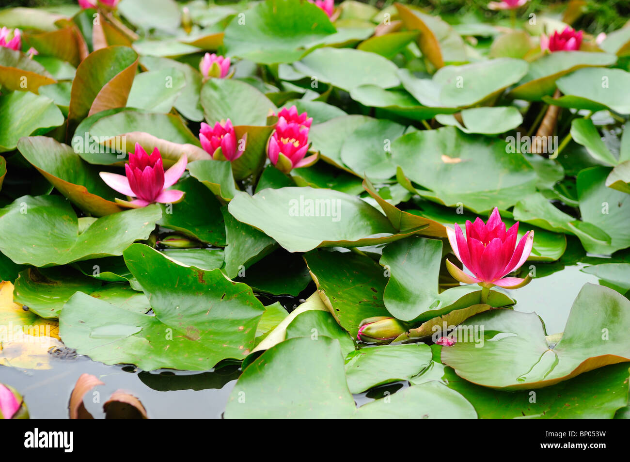 Water Lily Pond Plant Stock Photo - Alamy