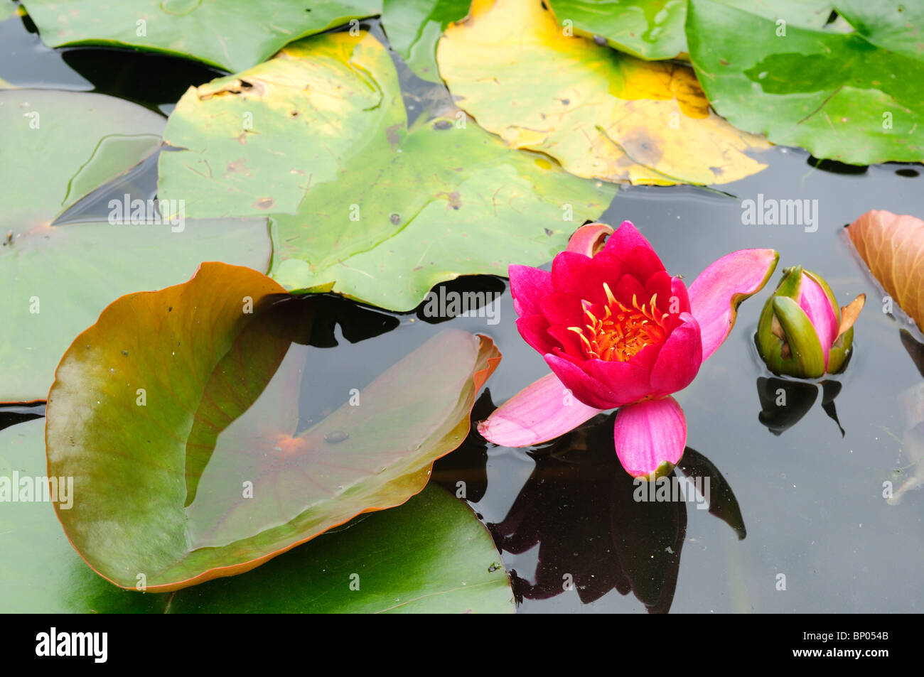 Water Lily Pond Plant Stock Photo - Alamy