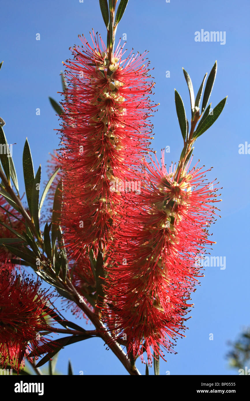 Bottlebrush plant callistemon flower hi-res stock photography and ...