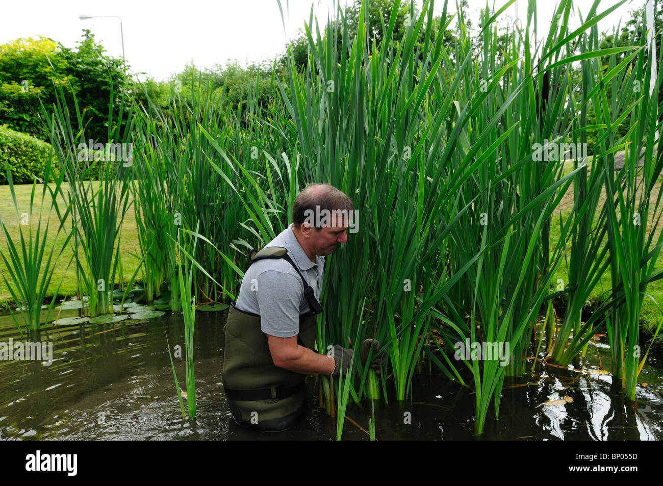 Pond Maintenance (Bulrushes Clearing Stock Photo - Alamy