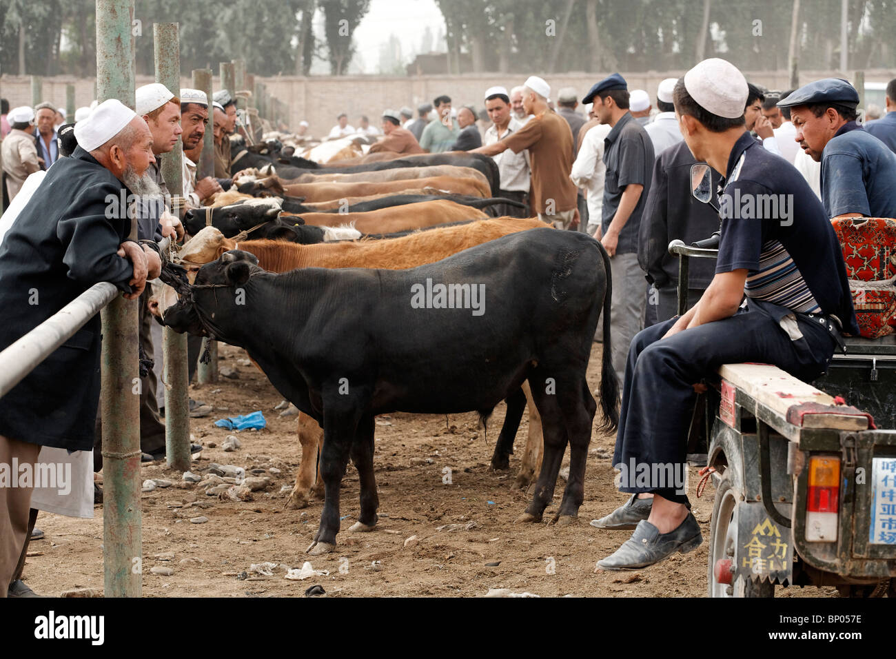 Cow china market hi-res stock photography and images - Alamy