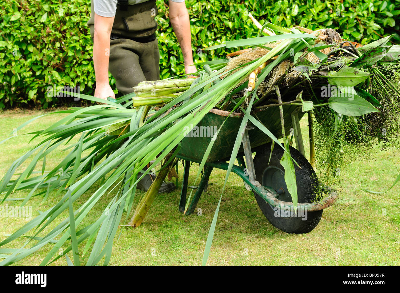 Middler aged Man Lifting Heavy Wheelbarrow.(straining Stock Photo - Alamy