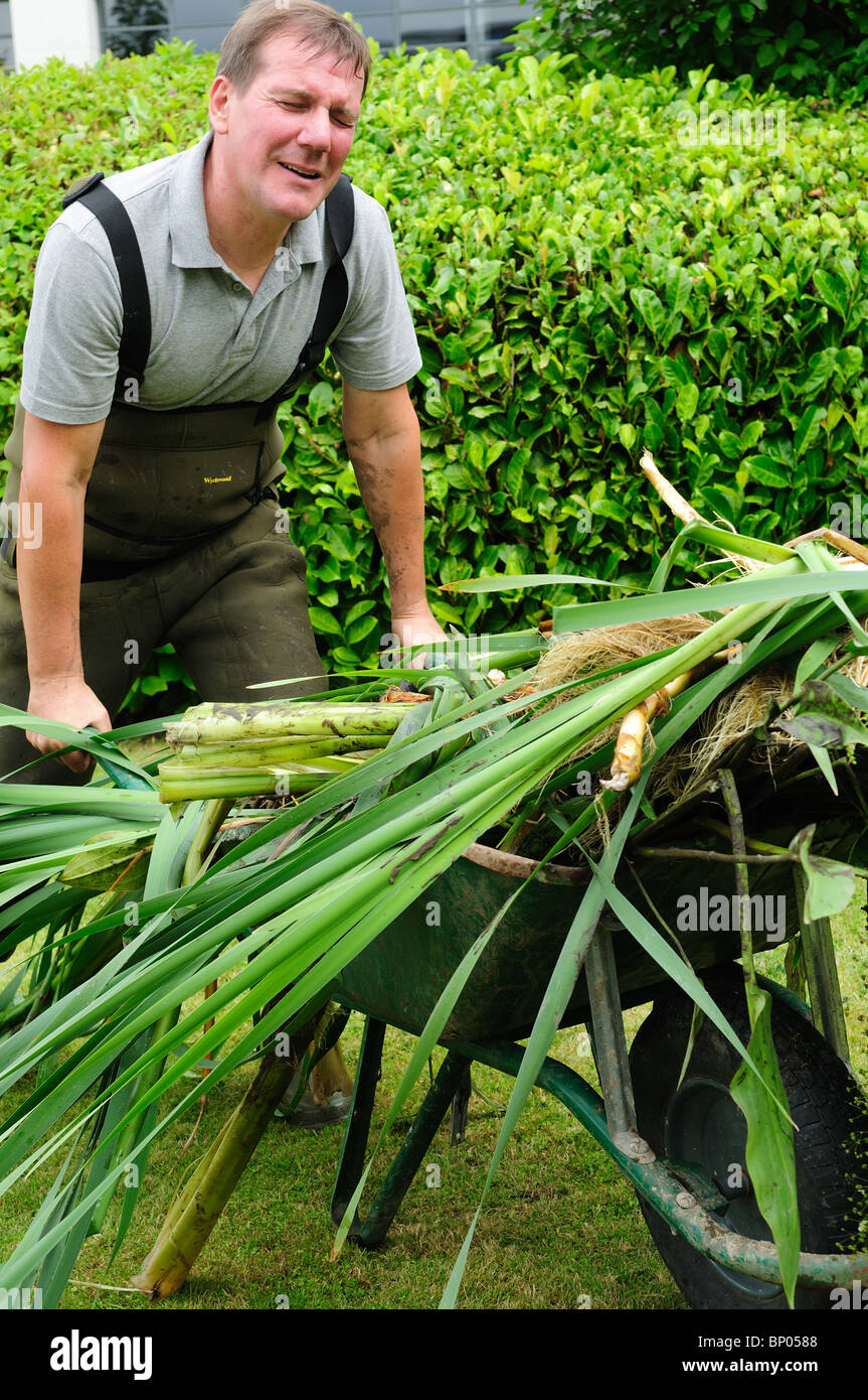 Middler aged Man Lifting Heavy Wheelbarrow.(straining Stock Photo - Alamy