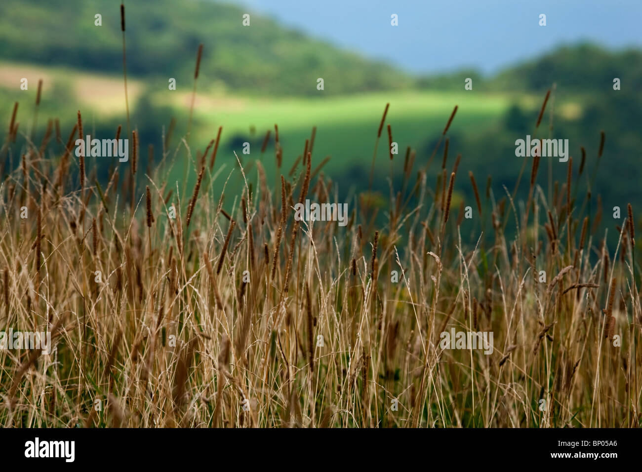 Max Patch, Appalachian Trail, Pisgah National Forest, NC Stock Photo ...