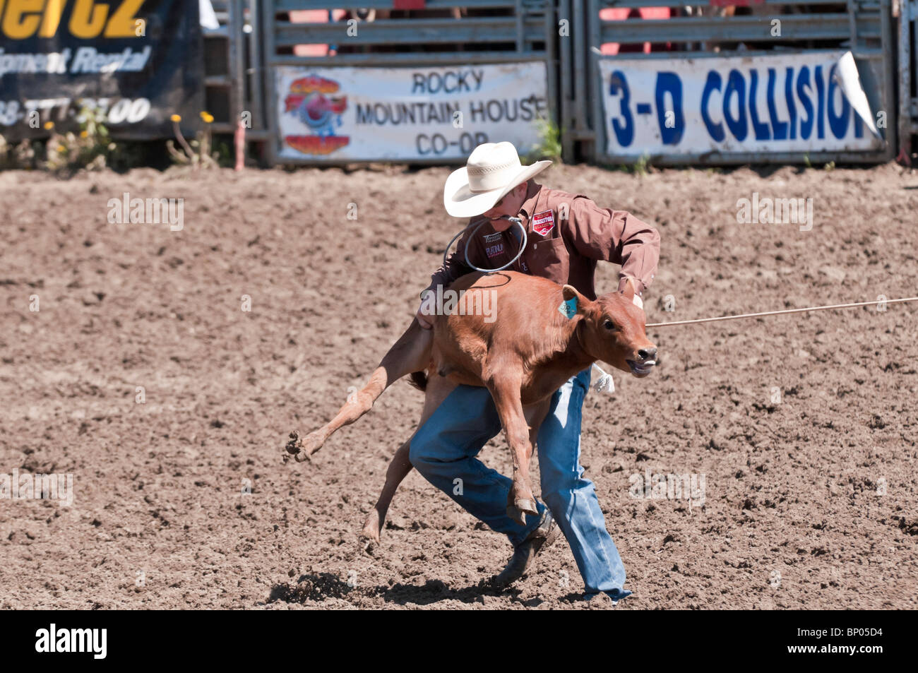 Calf thrown hi-res stock photography and images - Alamy