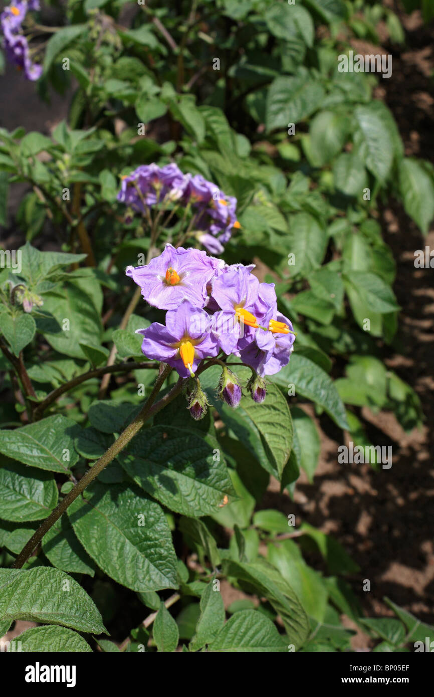 Purple potato growing hi-res stock photography and images - Alamy