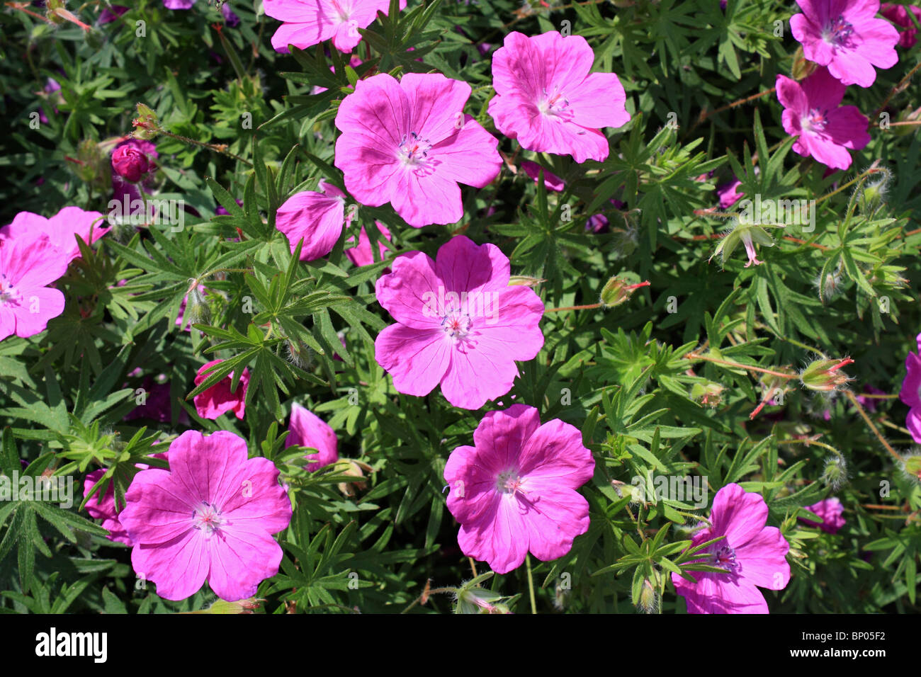 Pelargonium Geranium dissectum pink flowering variety in a garden in ...