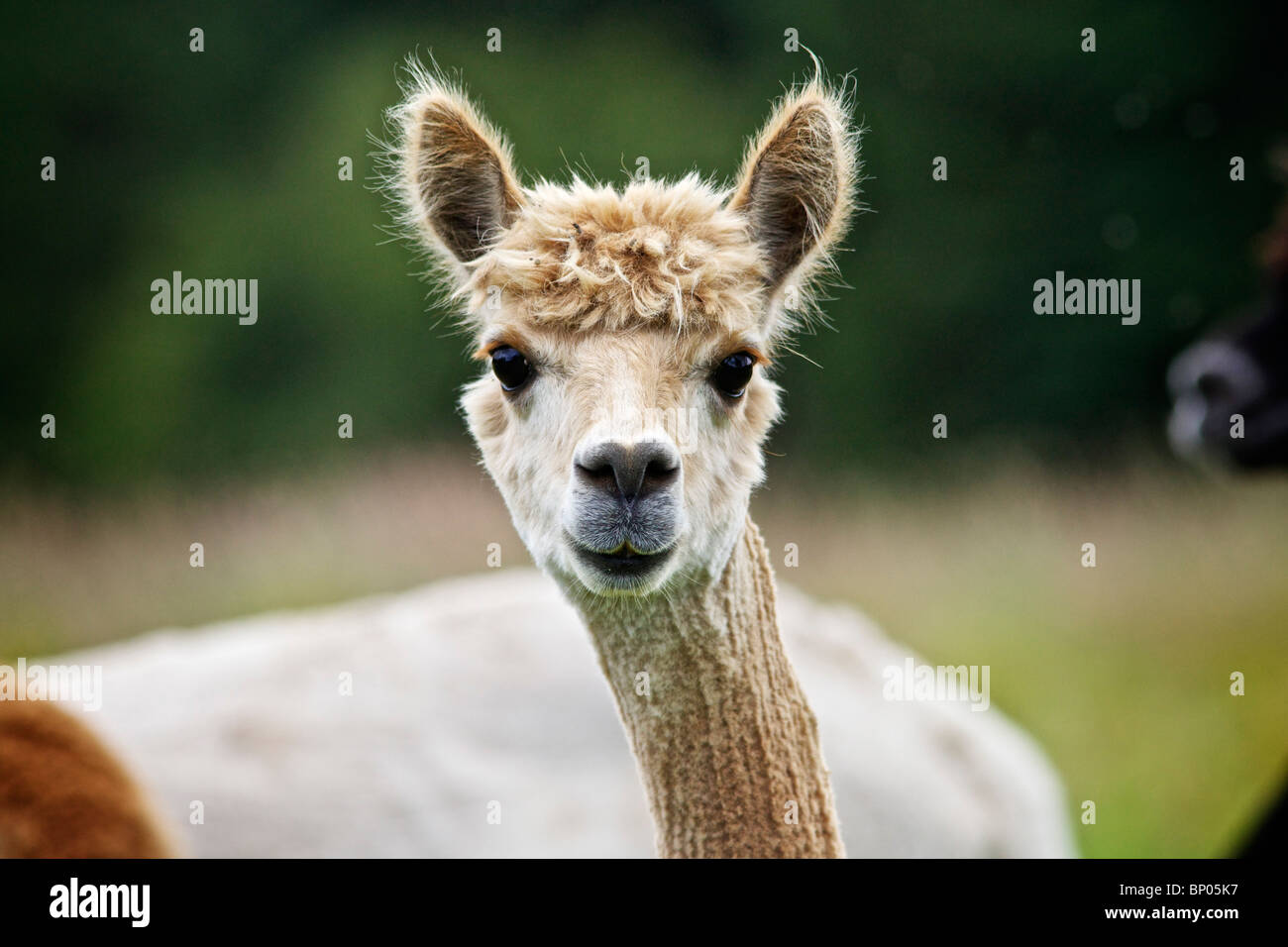 Alpaca fibres hi-res stock photography and images - Alamy