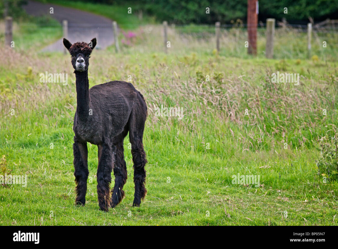 Alpaca fibres hi-res stock photography and images - Alamy