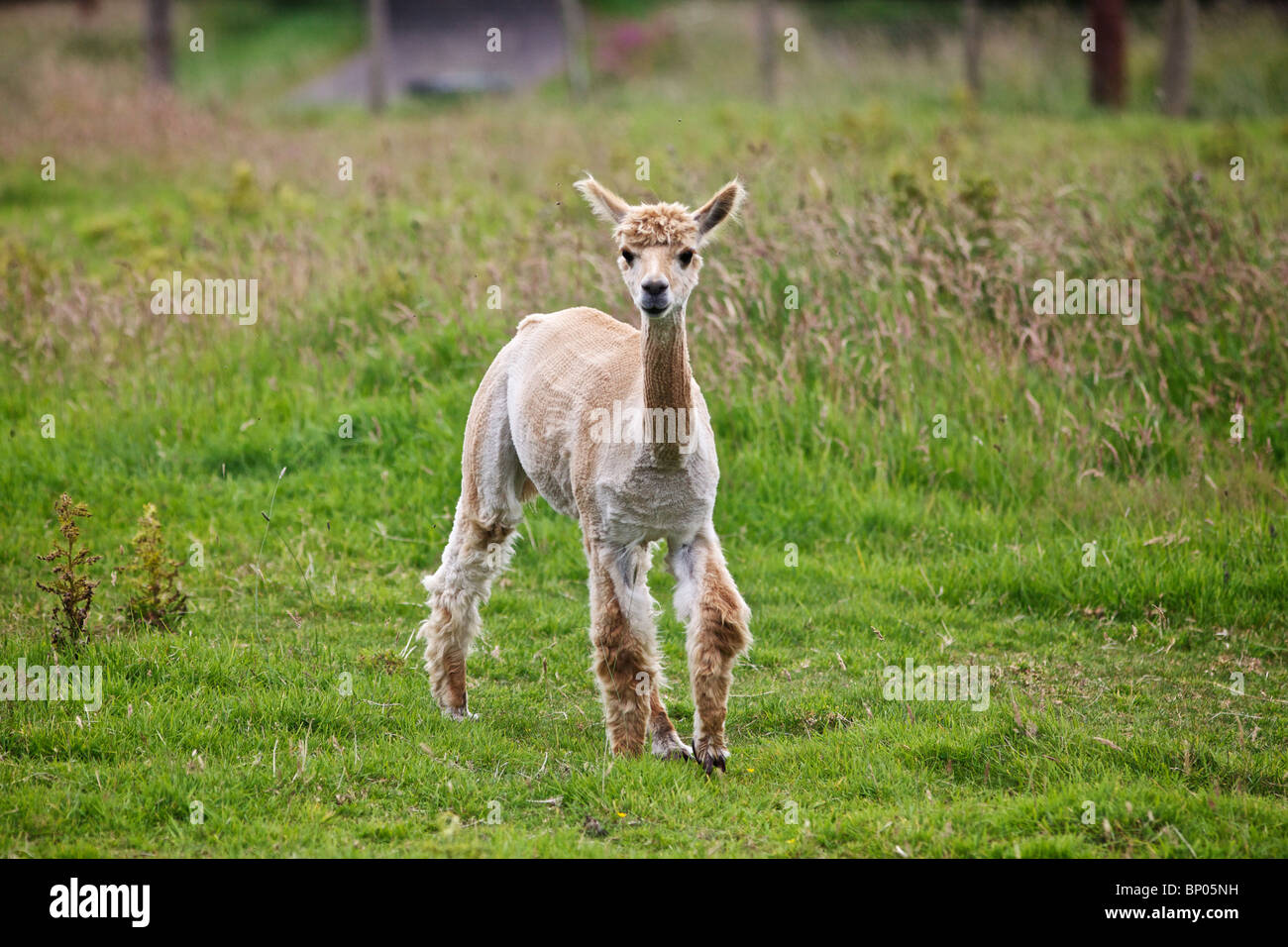 Alpaca fibres hi-res stock photography and images - Alamy