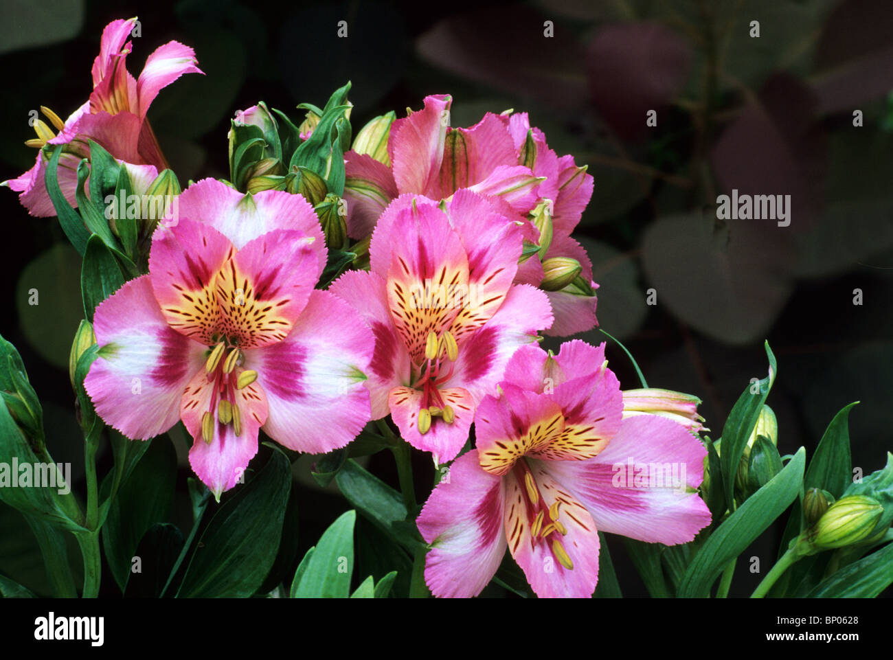 Alstroemeria 'Princess Theresa' alstromeria Peruvian lily lilies pink ...