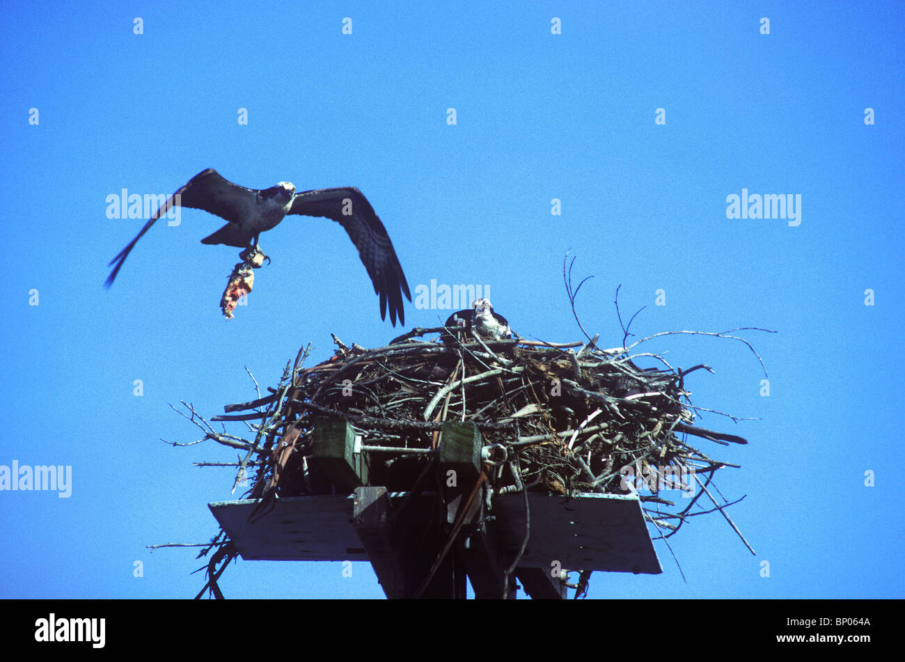 Osprey delivering food to mate on artificial nest platform, Sonoma ...