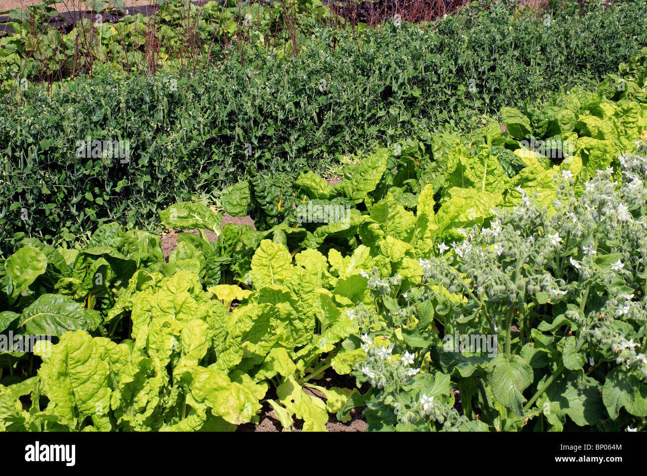 Vegetables growing in an allotment, Surrey, England, UK Stock Photo - Alamy