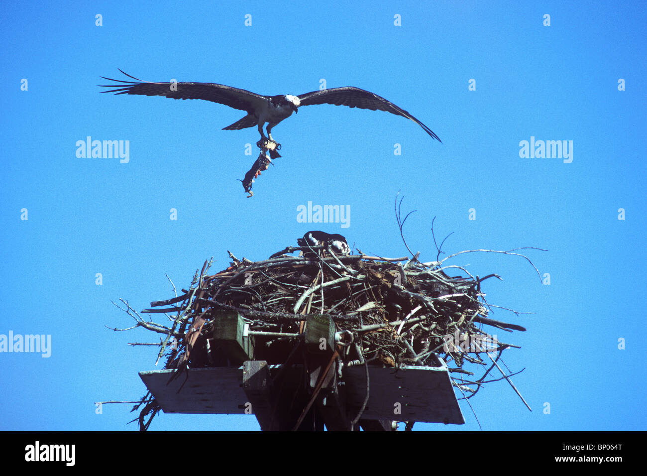 Osprey delivering food to mate on artificial nest platform, Sonoma ...