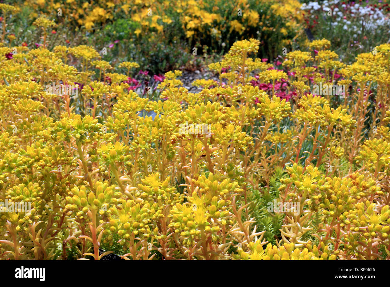 Golden yellow flowers of the sedum plant, Surrey England UK Stock Photo ...