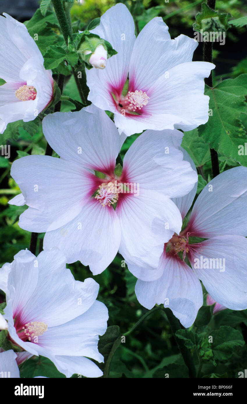 Lavatera x clementii 'Blushing Bride' Tree Mallow white flower flowers ...