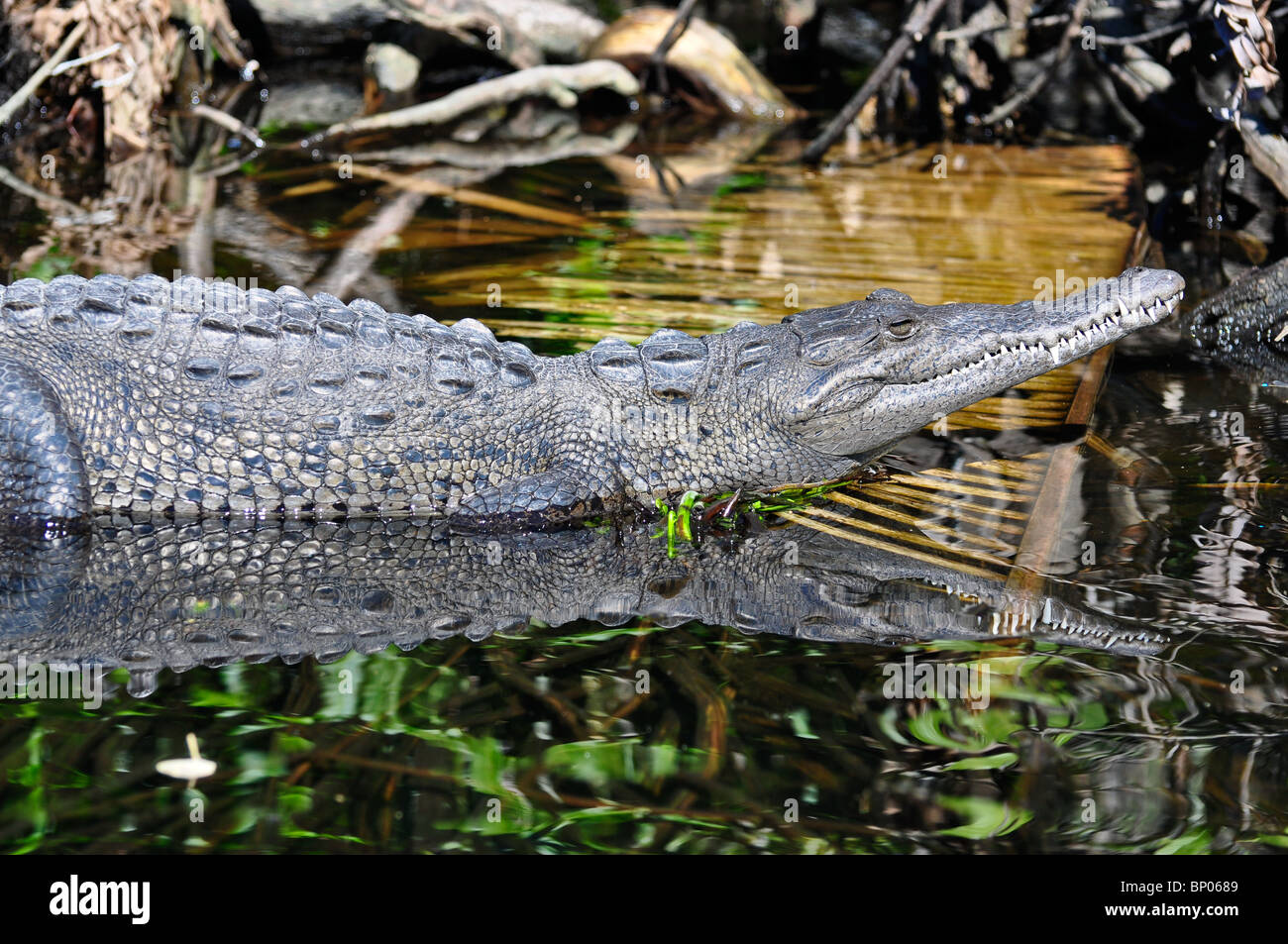 Lago enriquillo national park High Resolution Stock Photography and ...