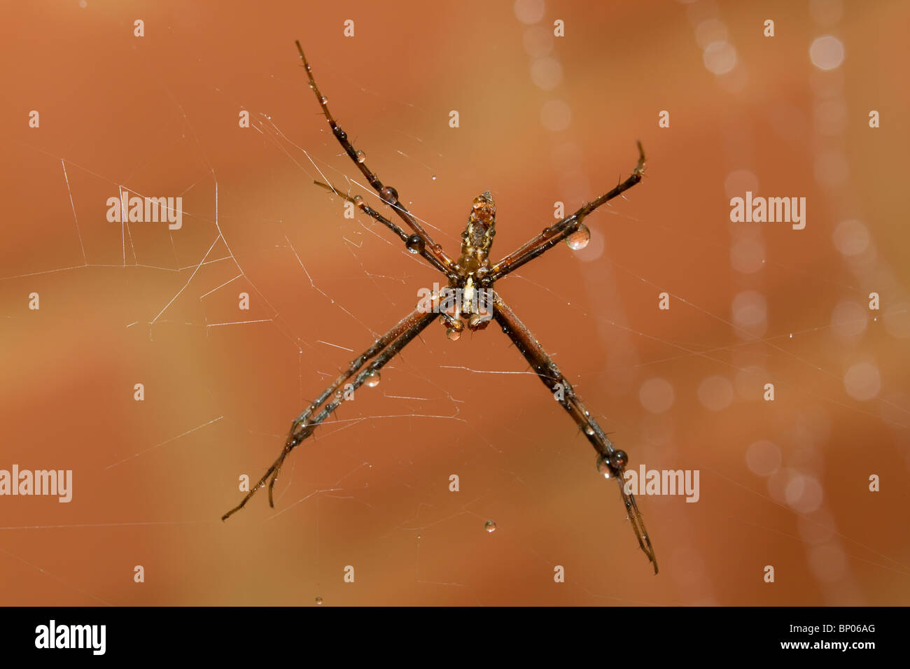 Argiope aurantia hi-res stock photography and images - Alamy
