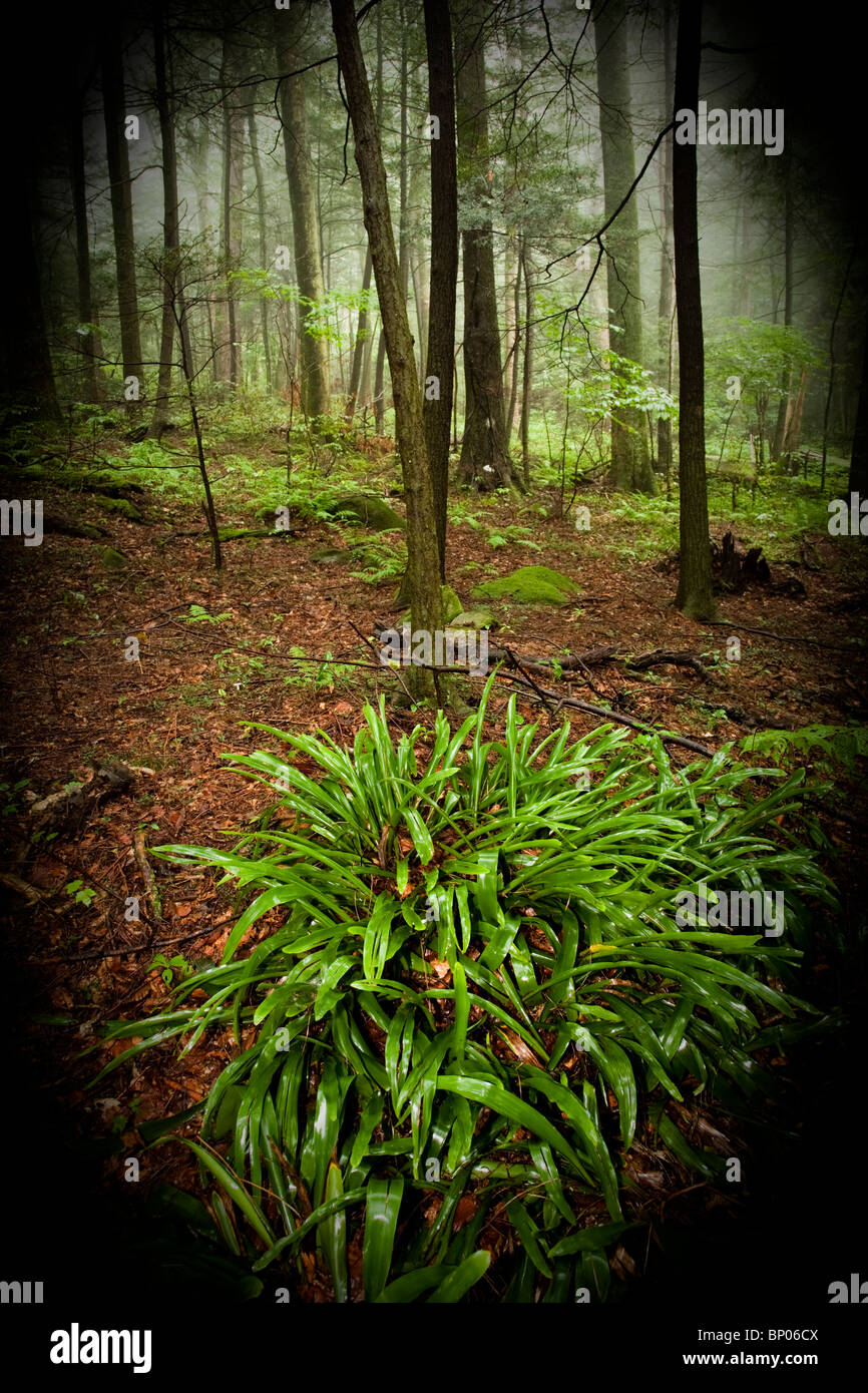 Hemlock Forest, Great Smoky Mountains National Park, TN Stock Photo - Alamy