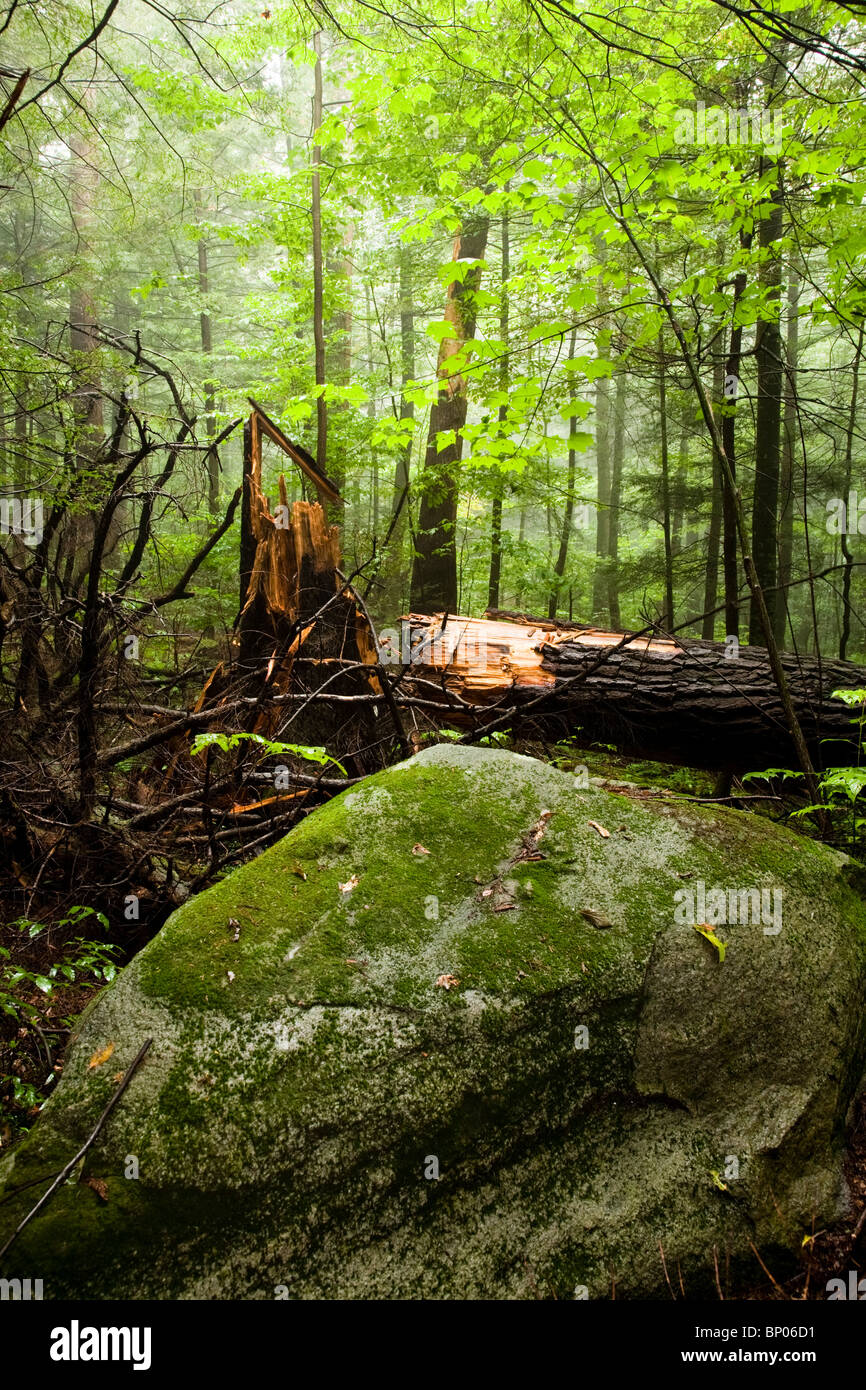 Hemlock Forest, Great Smoky Mountains National Park, TN Stock Photo - Alamy