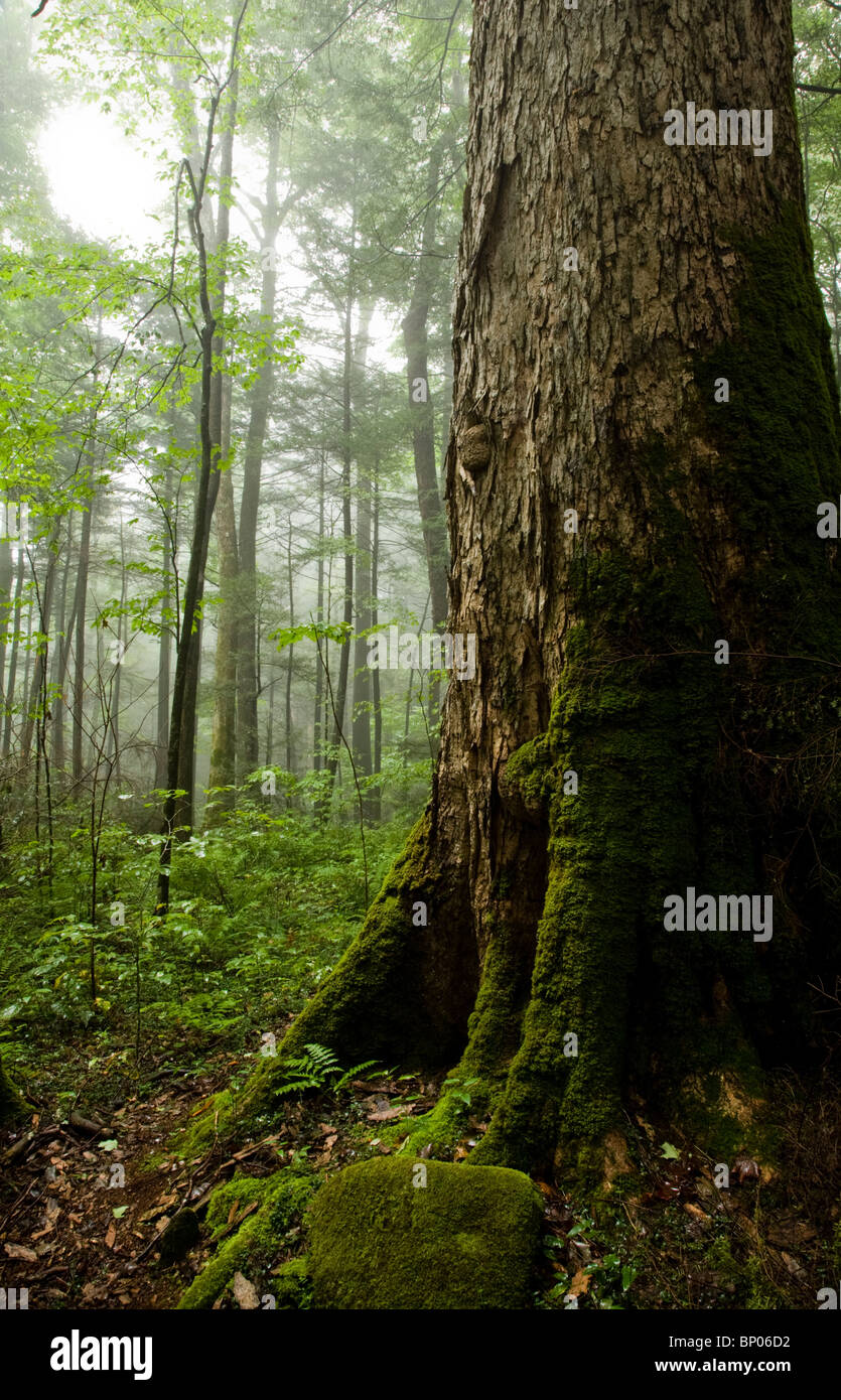 Hemlock Forest, Great Smoky Mountains National Park, TN Stock Photo - Alamy