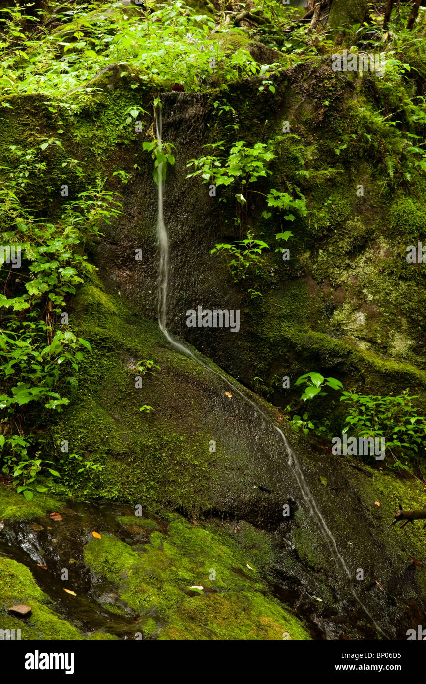 Cliff Branch Falls, Great Smoky Mountains National Park Stock Photo - Alamy