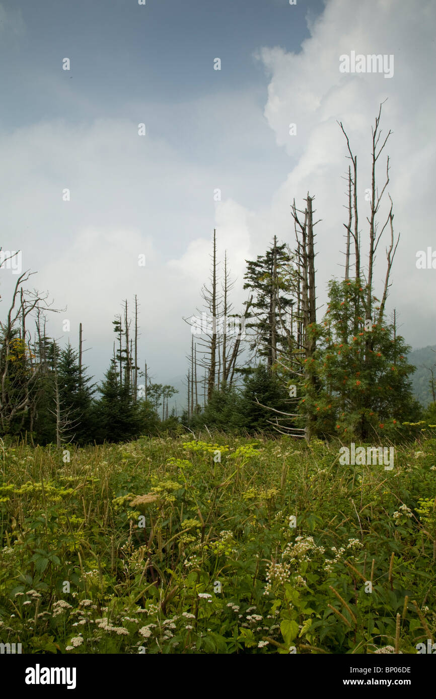Dead Fraser Firs, Wildflowers, Clingmans Dome area, Great Smoky ...