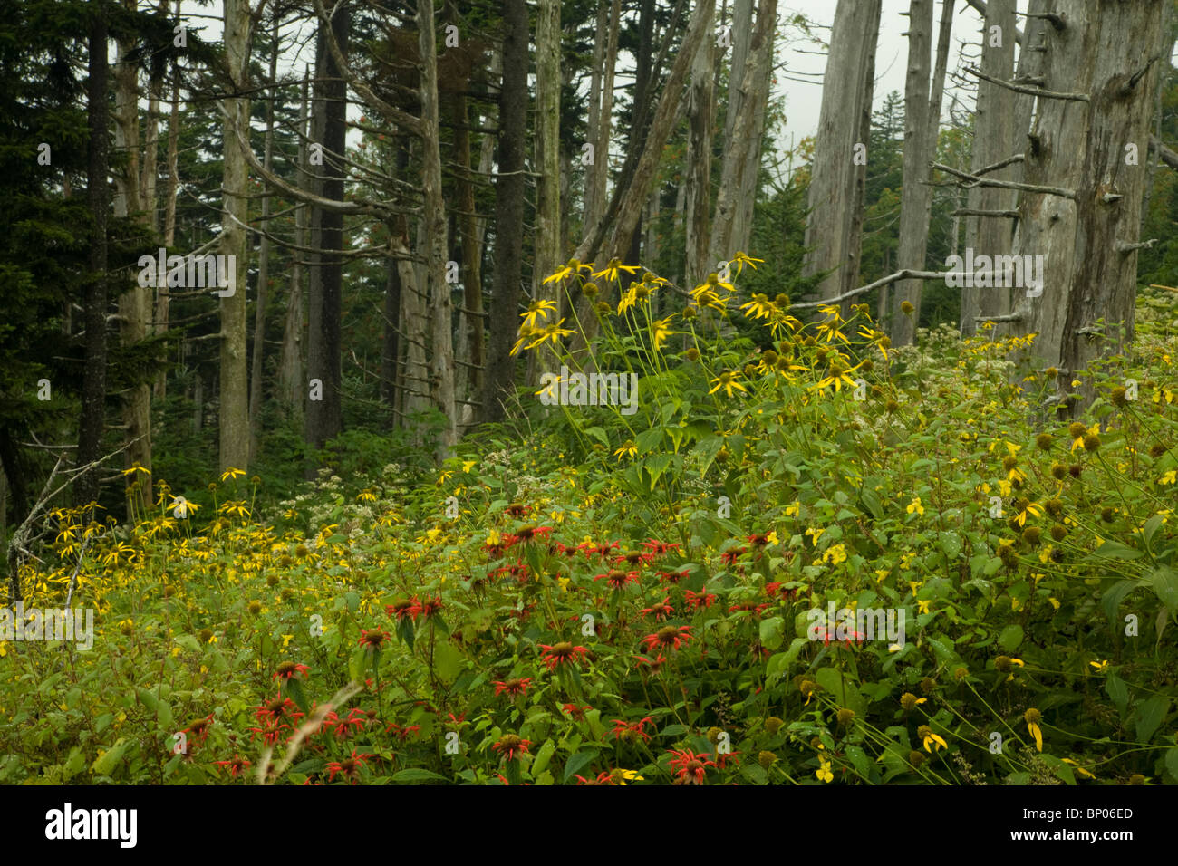 Dead Fraser Firs, Wildflowers, Clingmans Dome area, Great Smoky ...