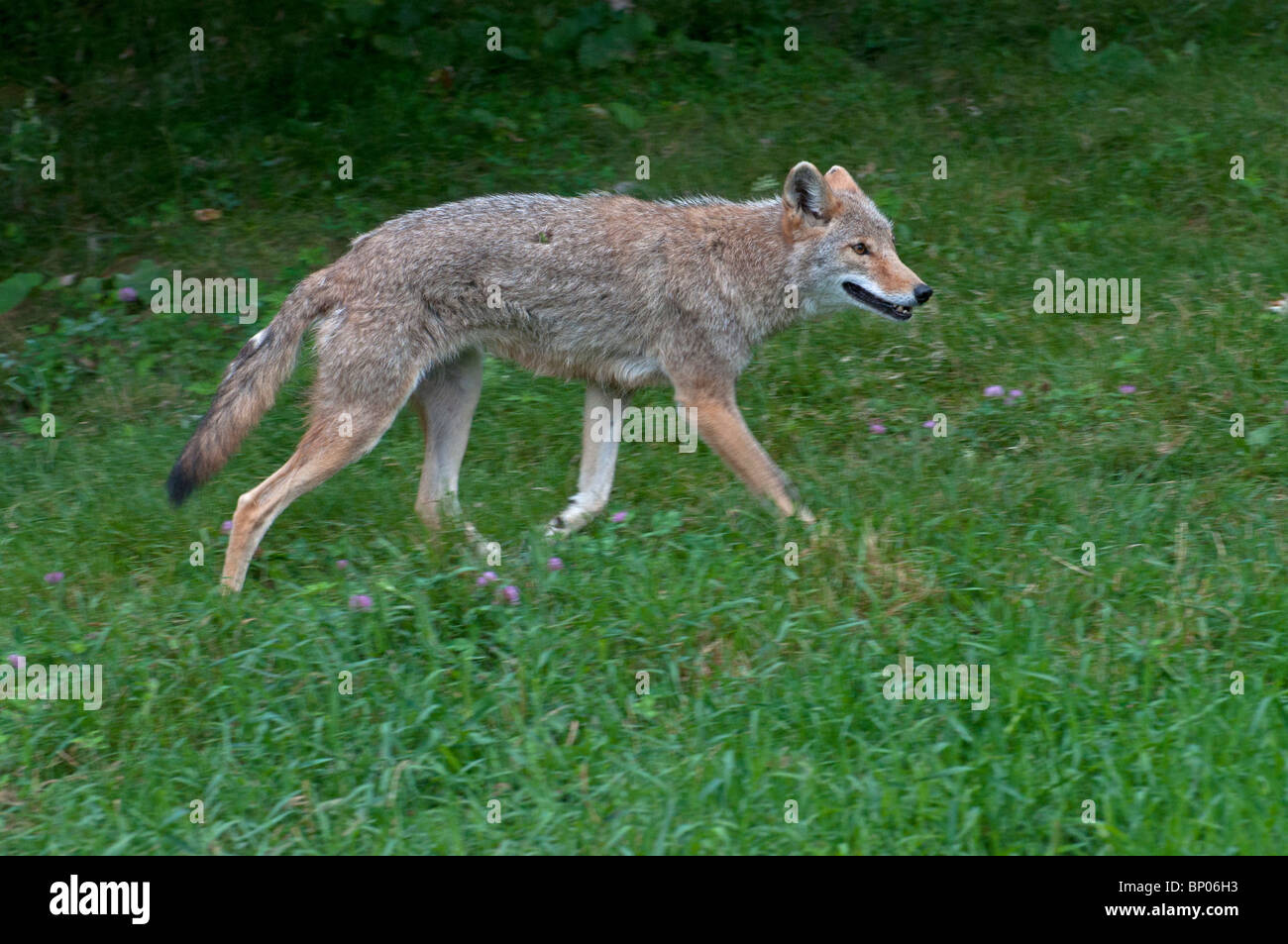A Coyote loping Stock Photo - Alamy