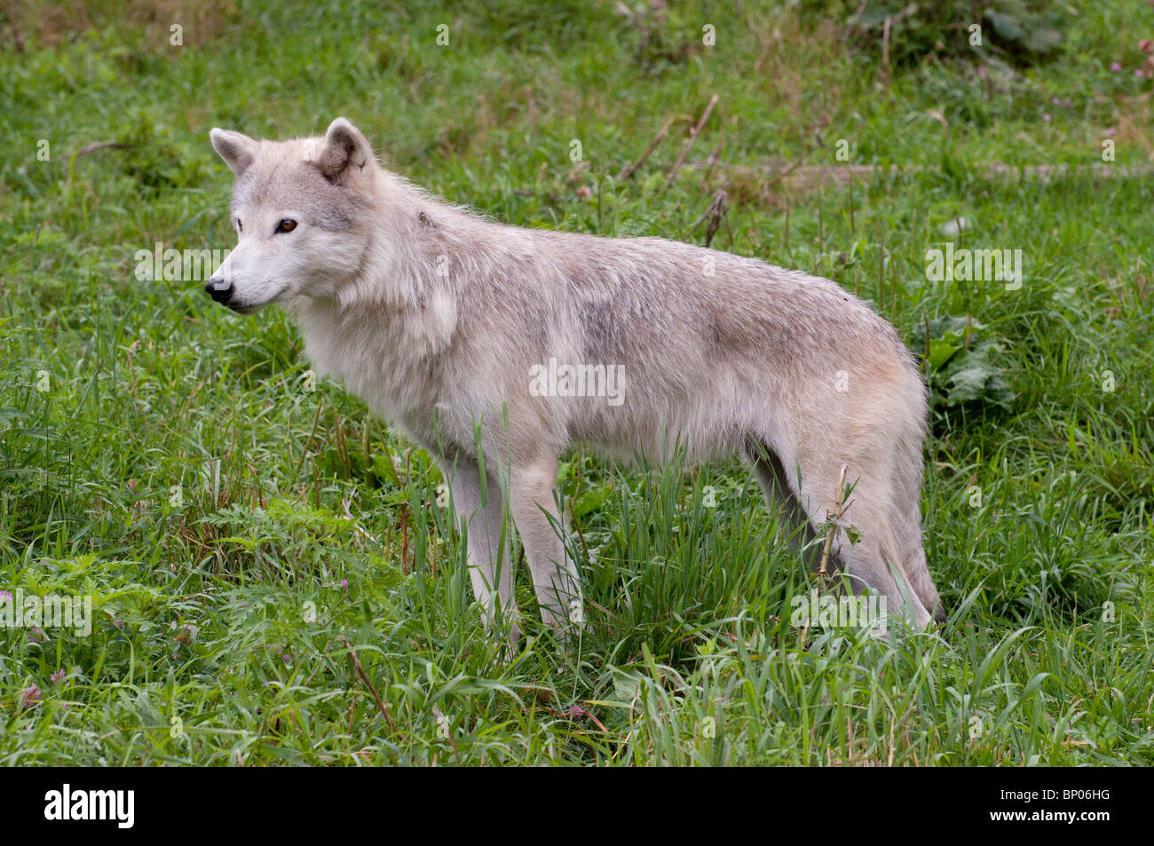 A Timber Wolf standing Stock Photo - Alamy