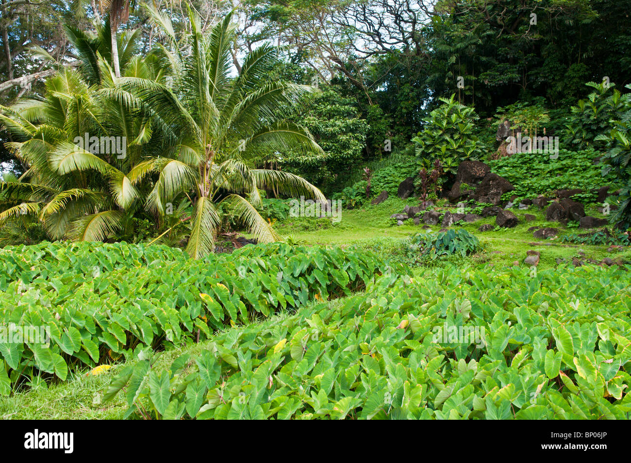 Taro field at Ulupo heiau (Hawaiian temple), Kailua, Oahu, Hawaii Stock ...