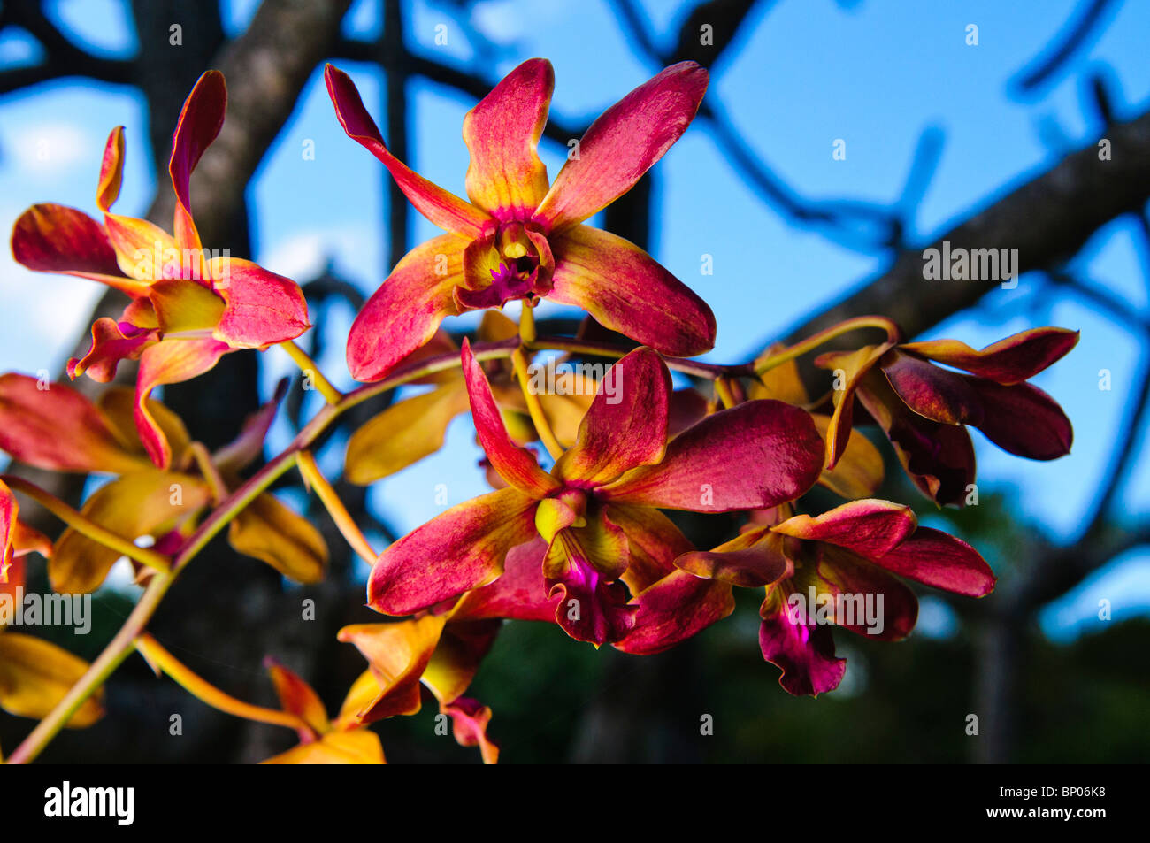 Endemic Flowers Of Kailua Oahu