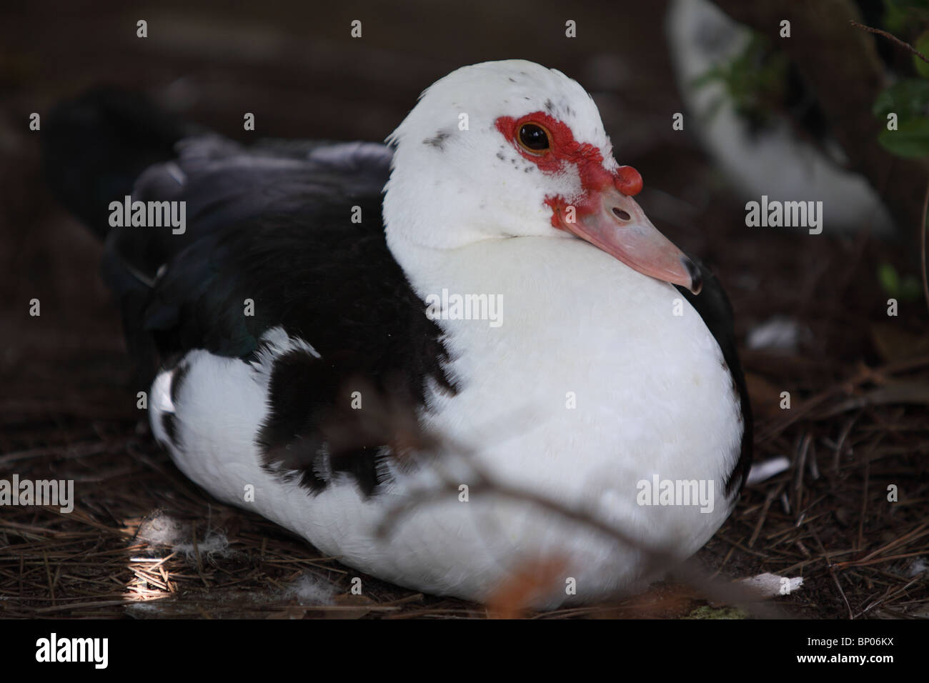 portrait of a duck in the shade Stock Photo - Alamy