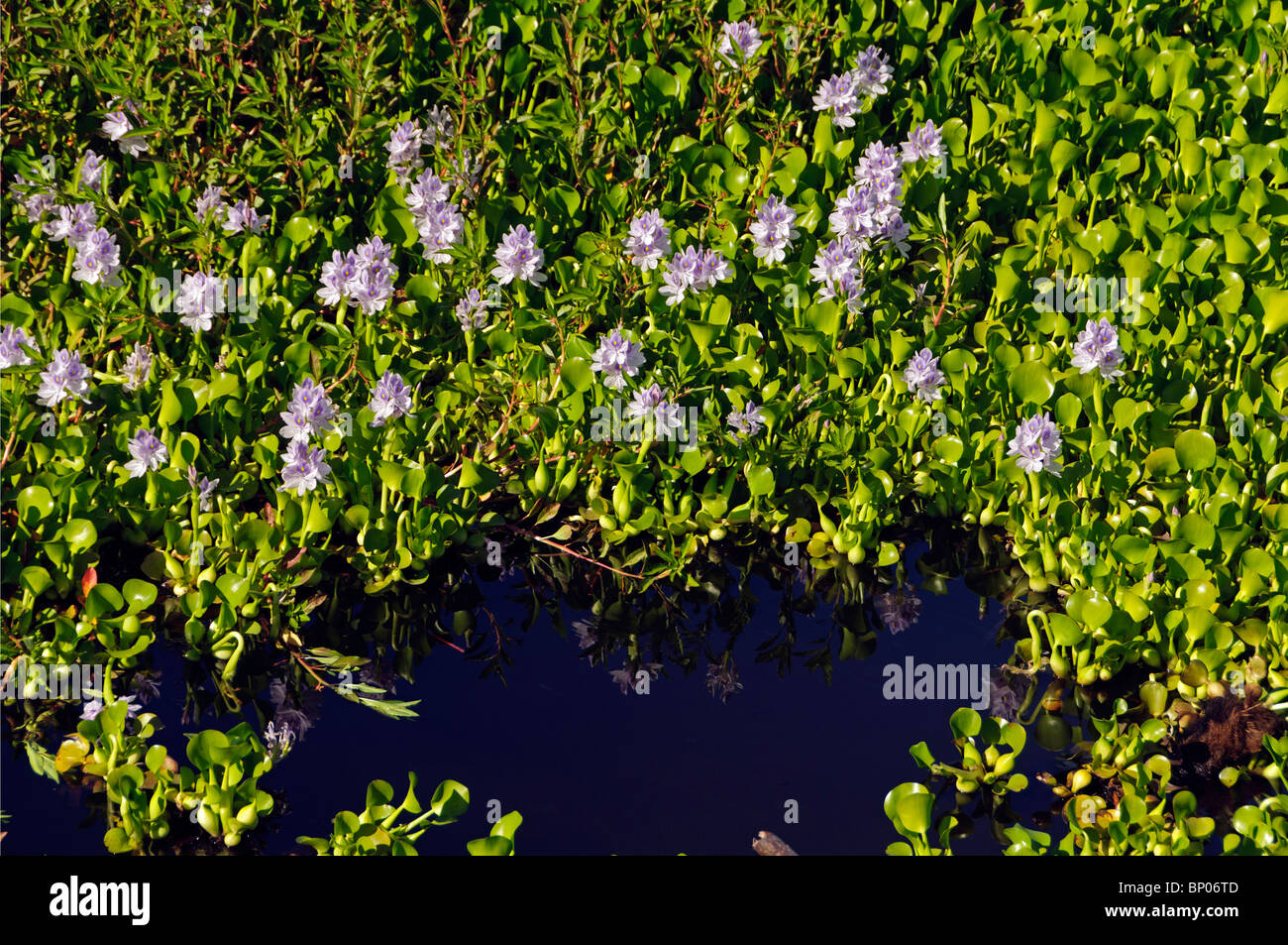 Water hyacinth in slough in the Delta Region, Stockton, California ...