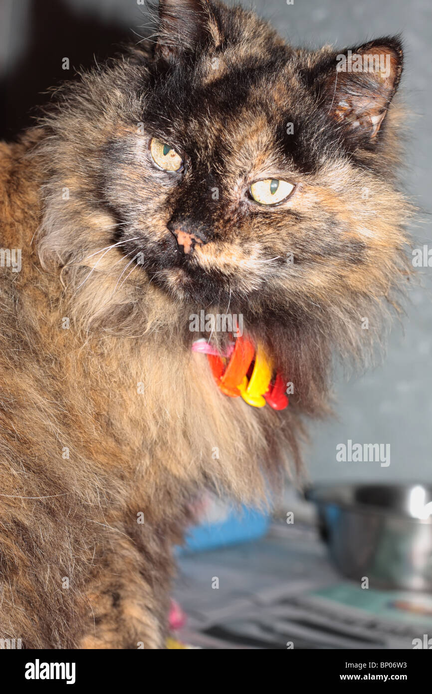 Cats face hi-res stock photography and images - Alamy