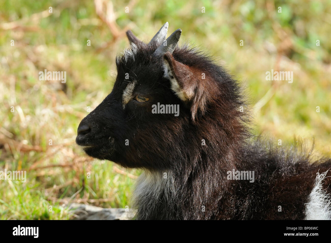 Cheviot goat hi-res stock photography and images - Alamy
