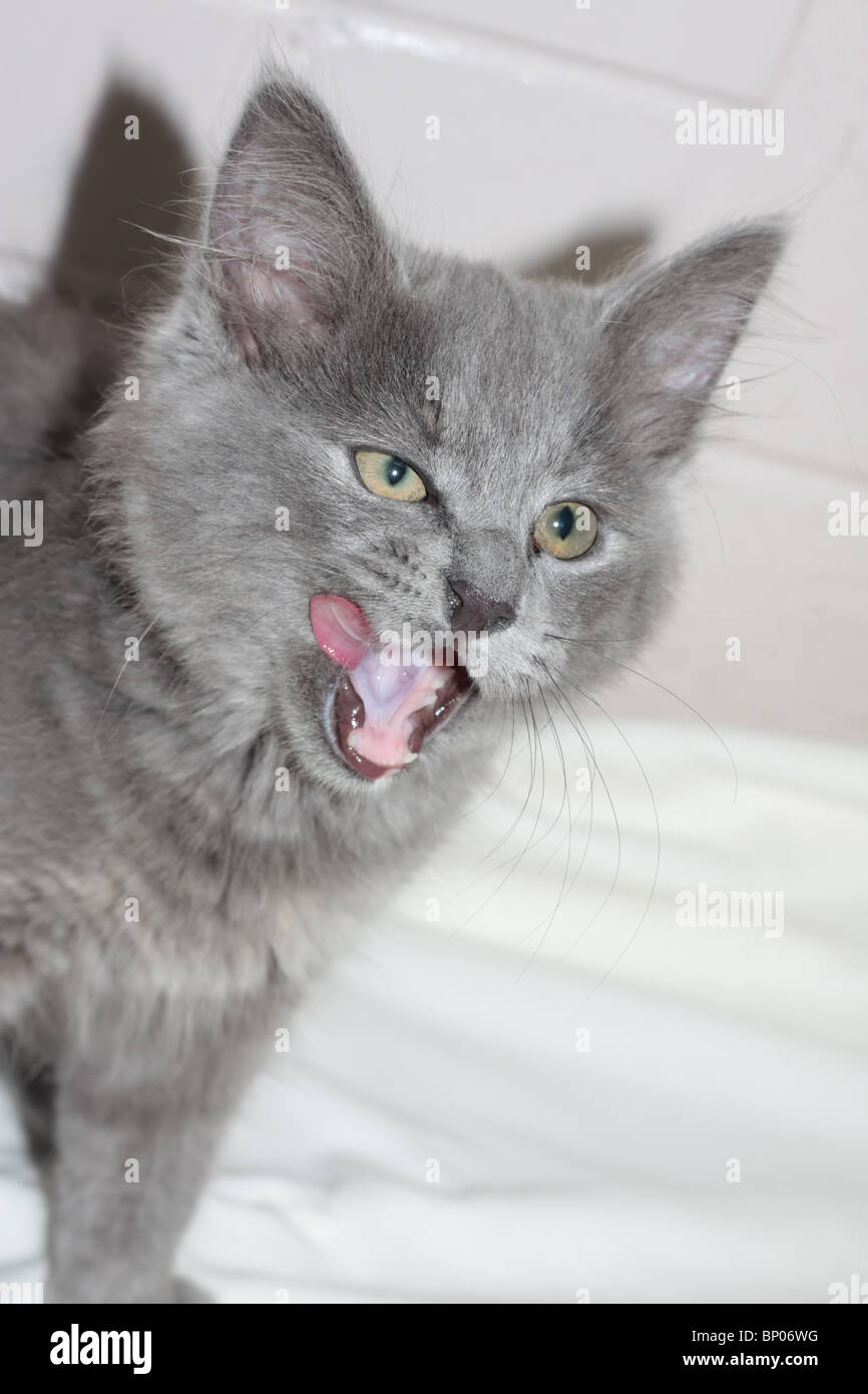 Cat your friend hi-res stock photography and images - Alamy