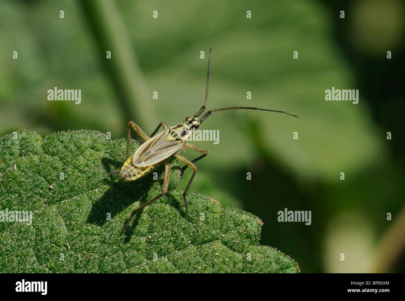 Leptopterna dolabrata hi-res stock photography and images - Alamy