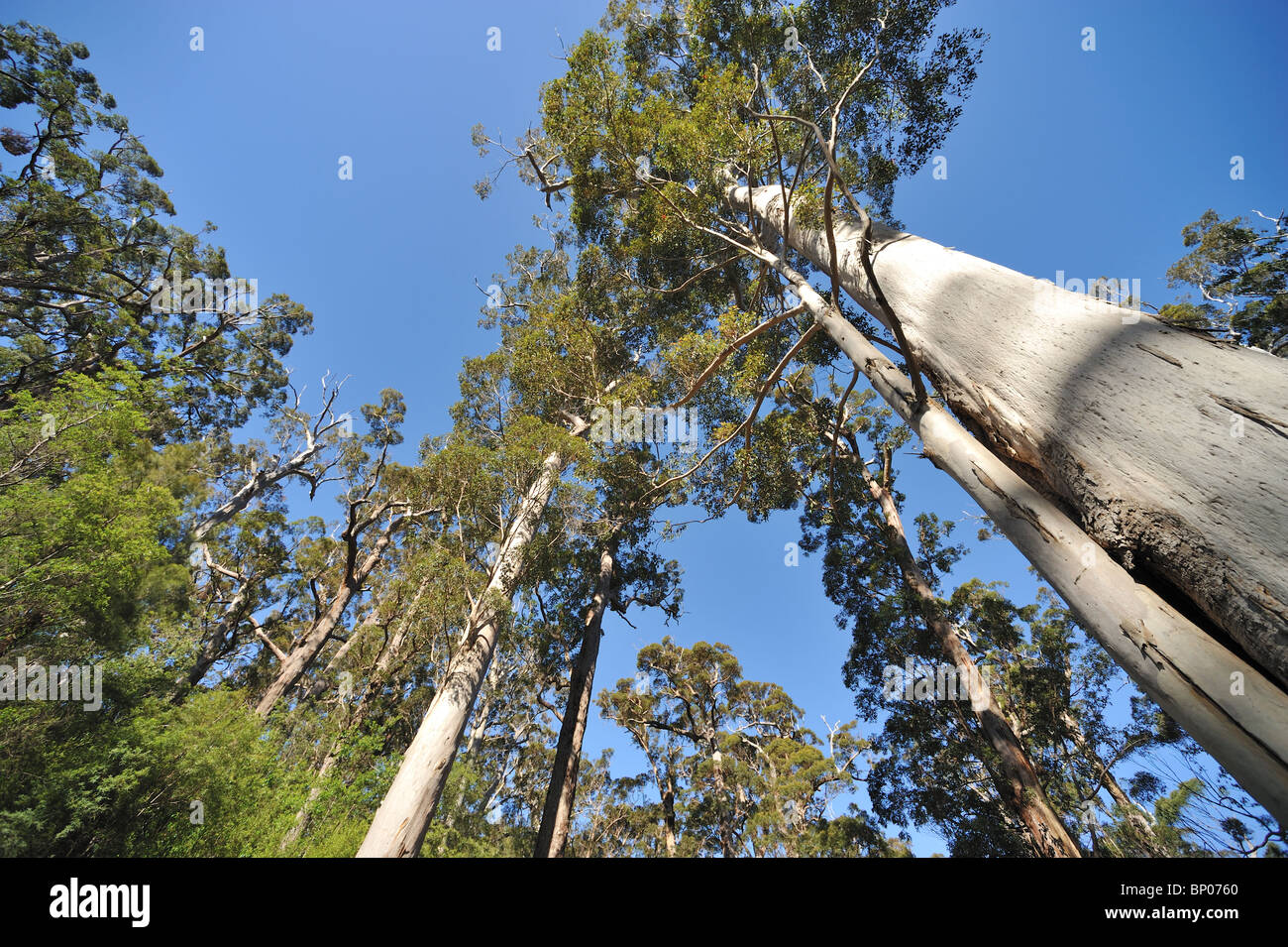 Western Australia - giant tingle tree in Walpole-Nornalup national park ...
