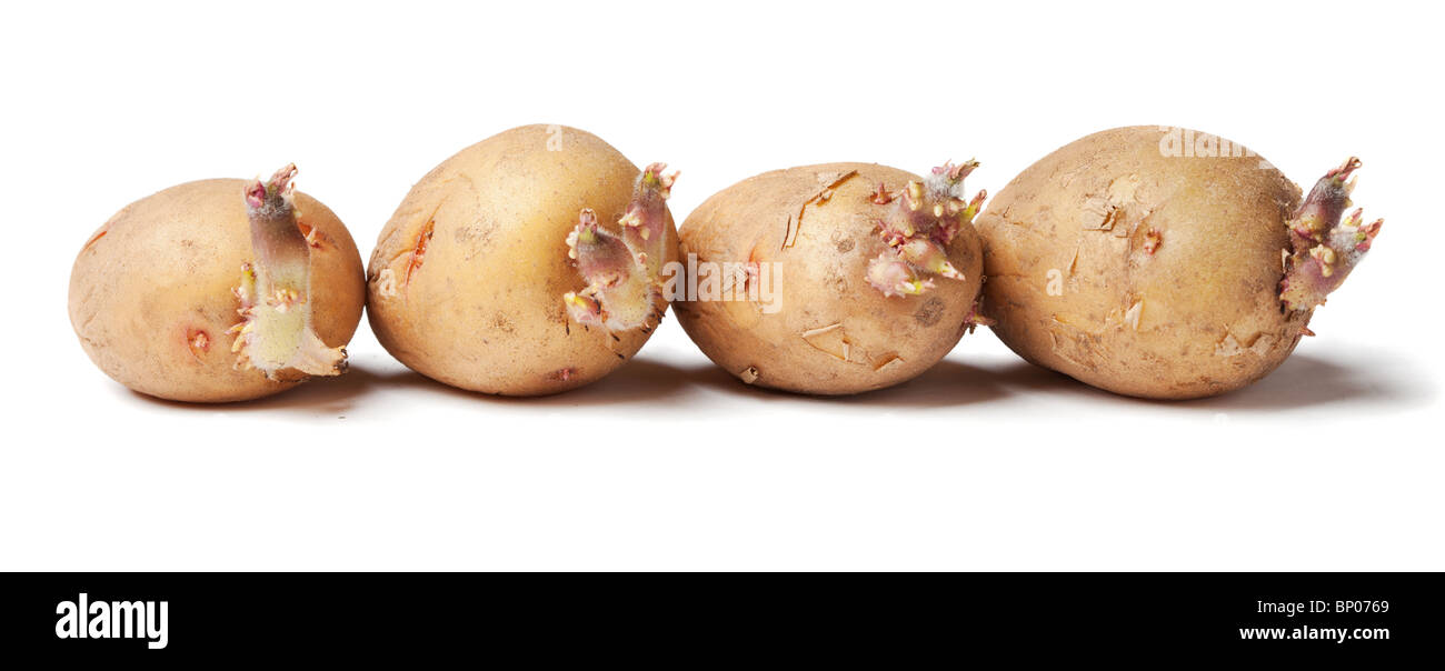 Tubers of a potato with sprouts on a white background Stock Photo - Alamy