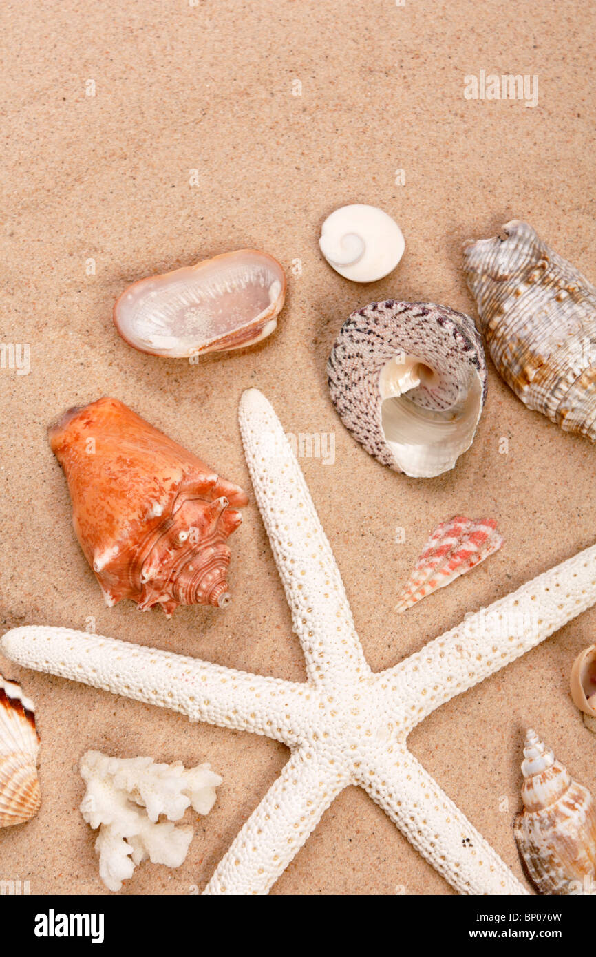 shells on the beach Stock Photo - Alamy