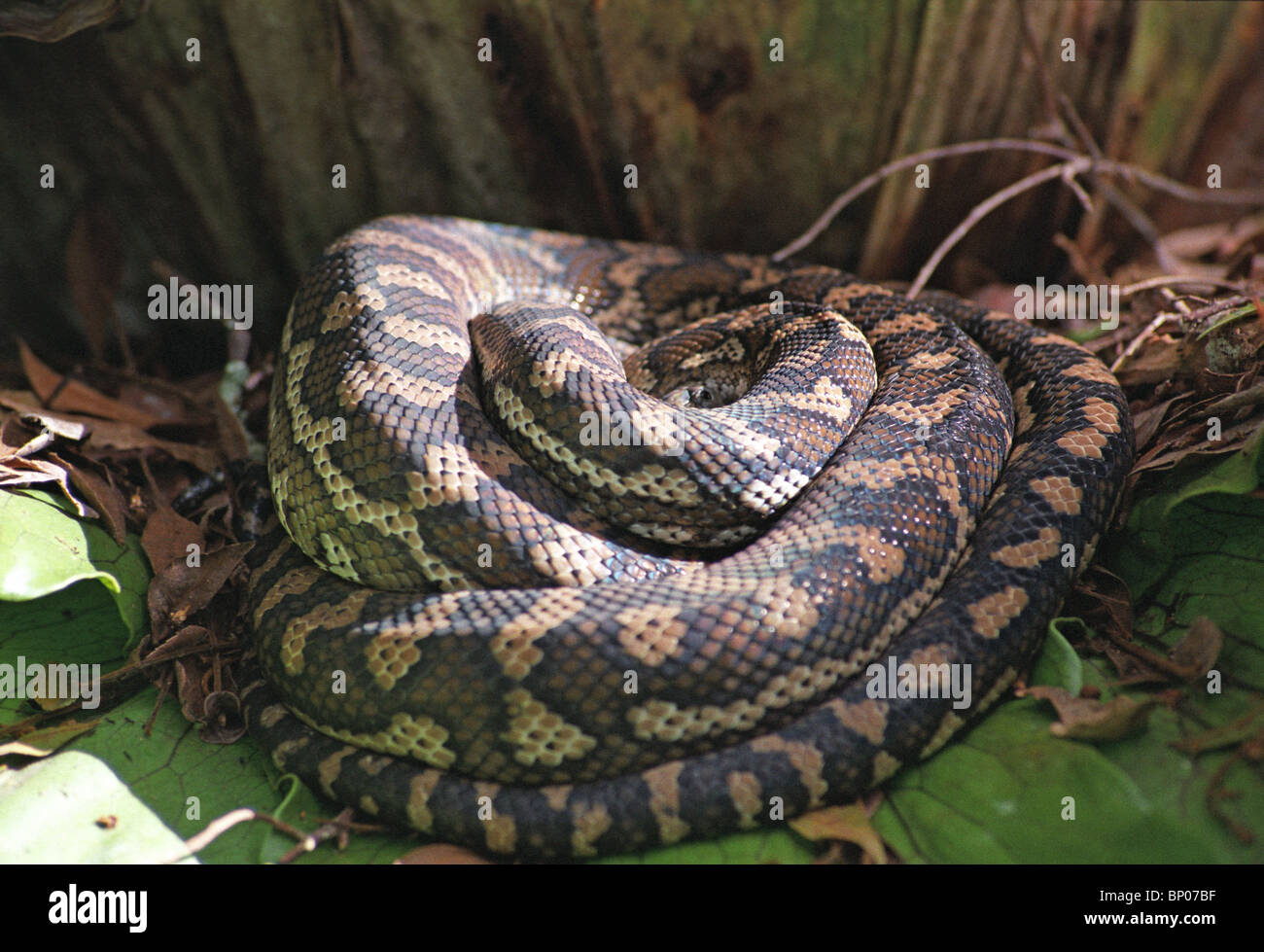 Carpet Python Queensland Stock Photos & Carpet Python Queensland Stock ...
