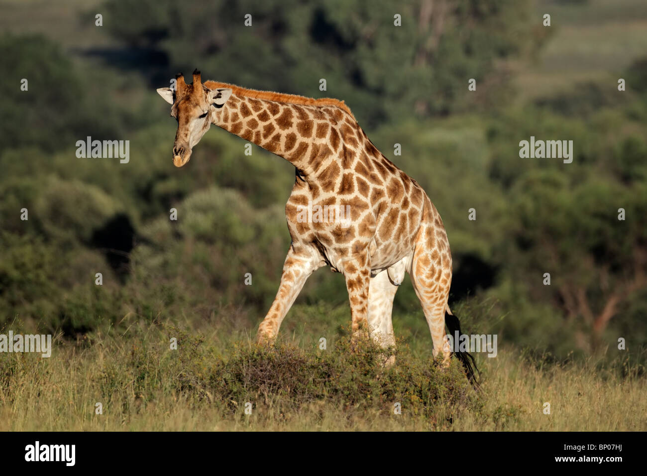 Big male giraffe (Giraffa camelopardalis), South Africa Stock Photo - Alamy
