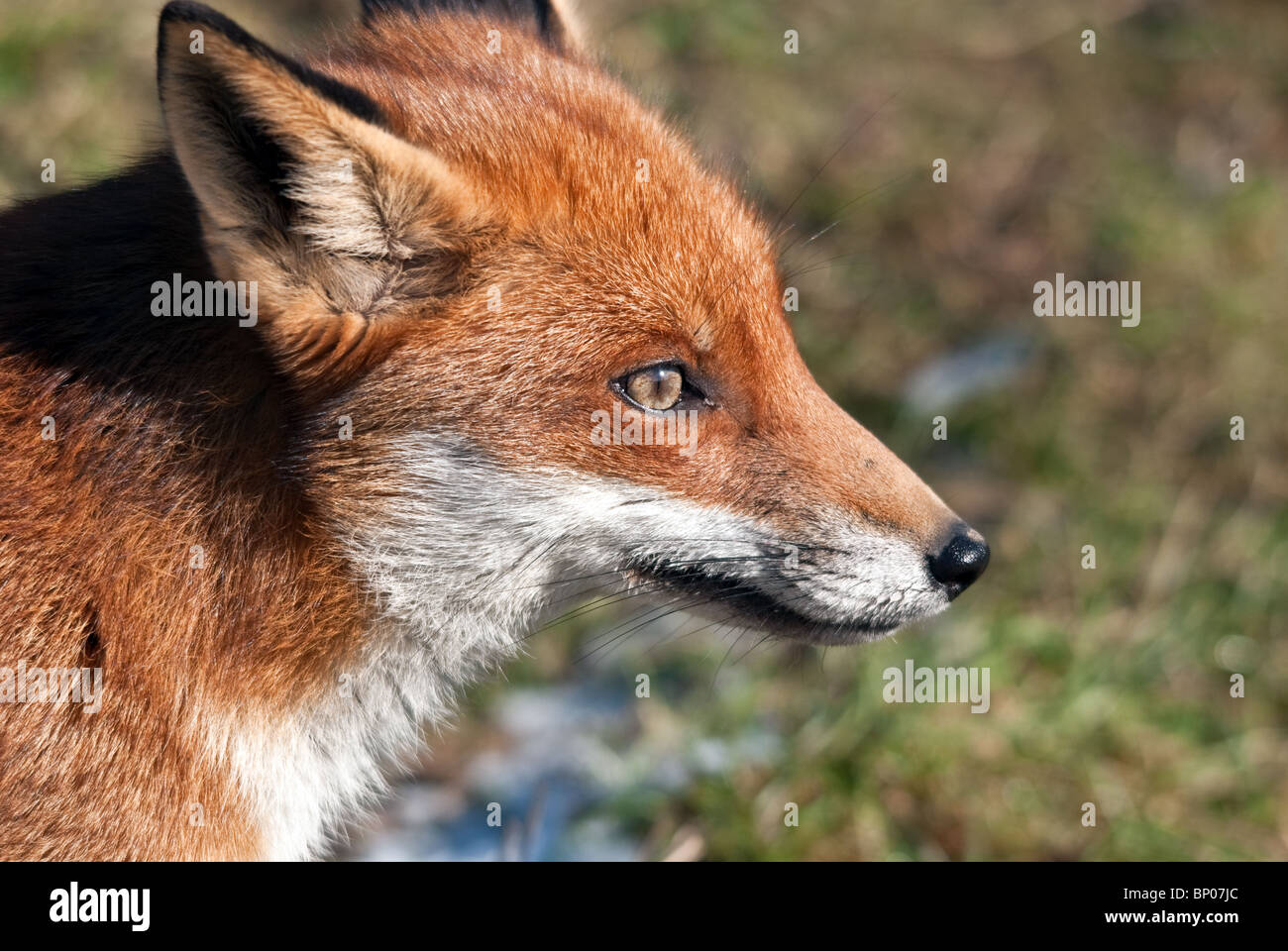 Profile of a British Red Fox Stock Photo - Alamy Profile of a British Red Fox Stock Photo - Alamy