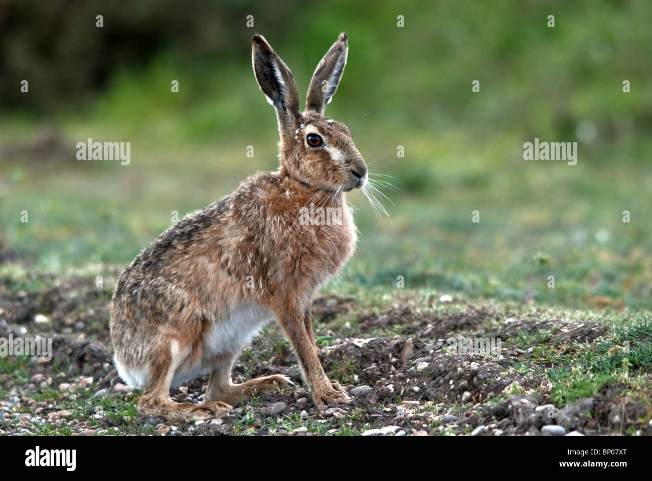 March hare boxing hi-res stock photography and images - Alamy