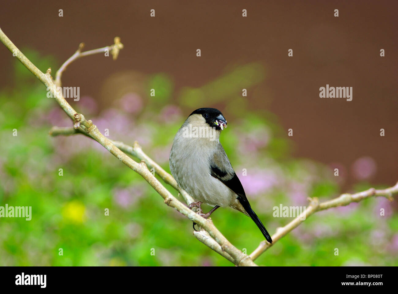 Migrating songbirds seed hi-res stock photography and images - Alamy